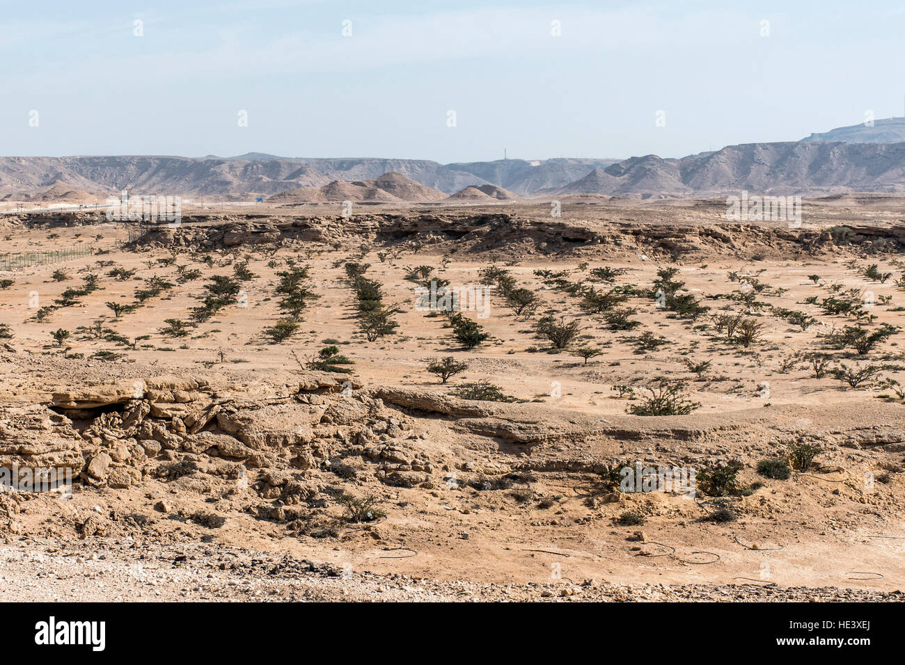 Frankincense tree plants plantage agriculture growing in a desert near ...