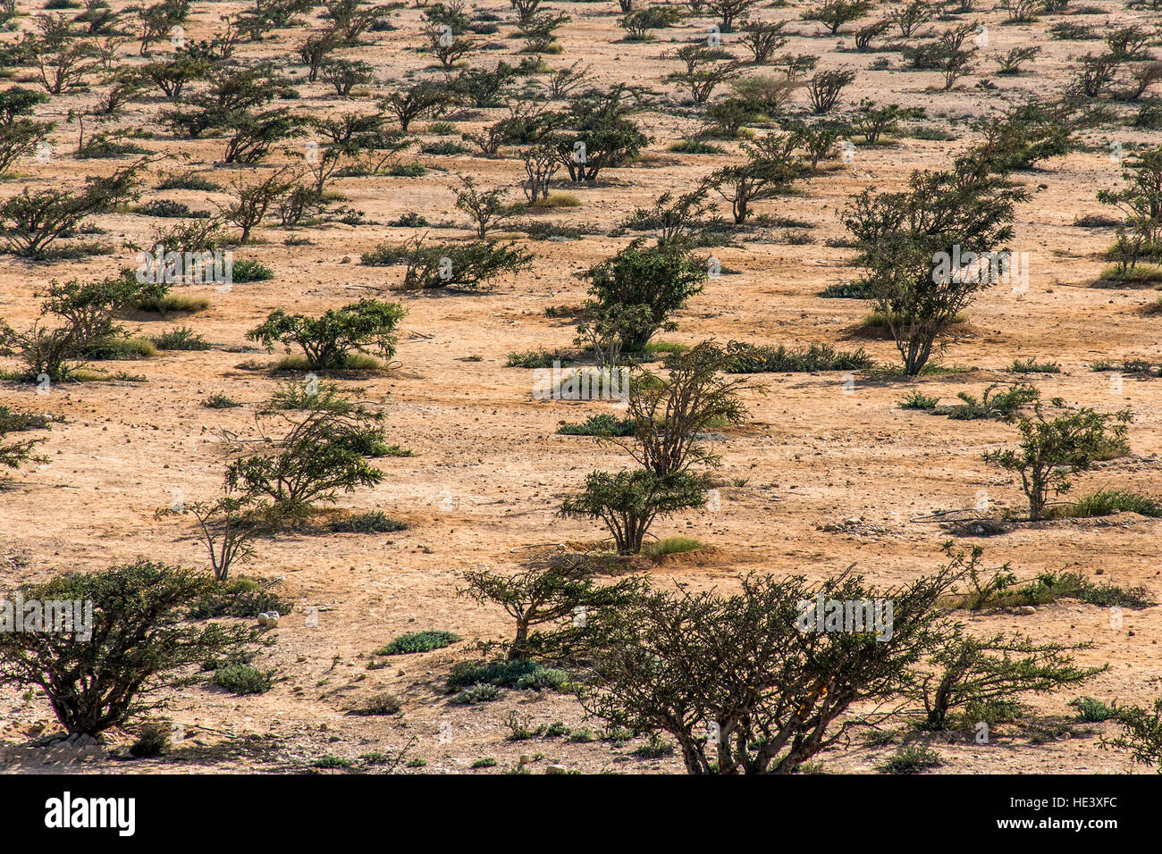 Frankincense tree plants plantage agriculture growing in a desert near ...