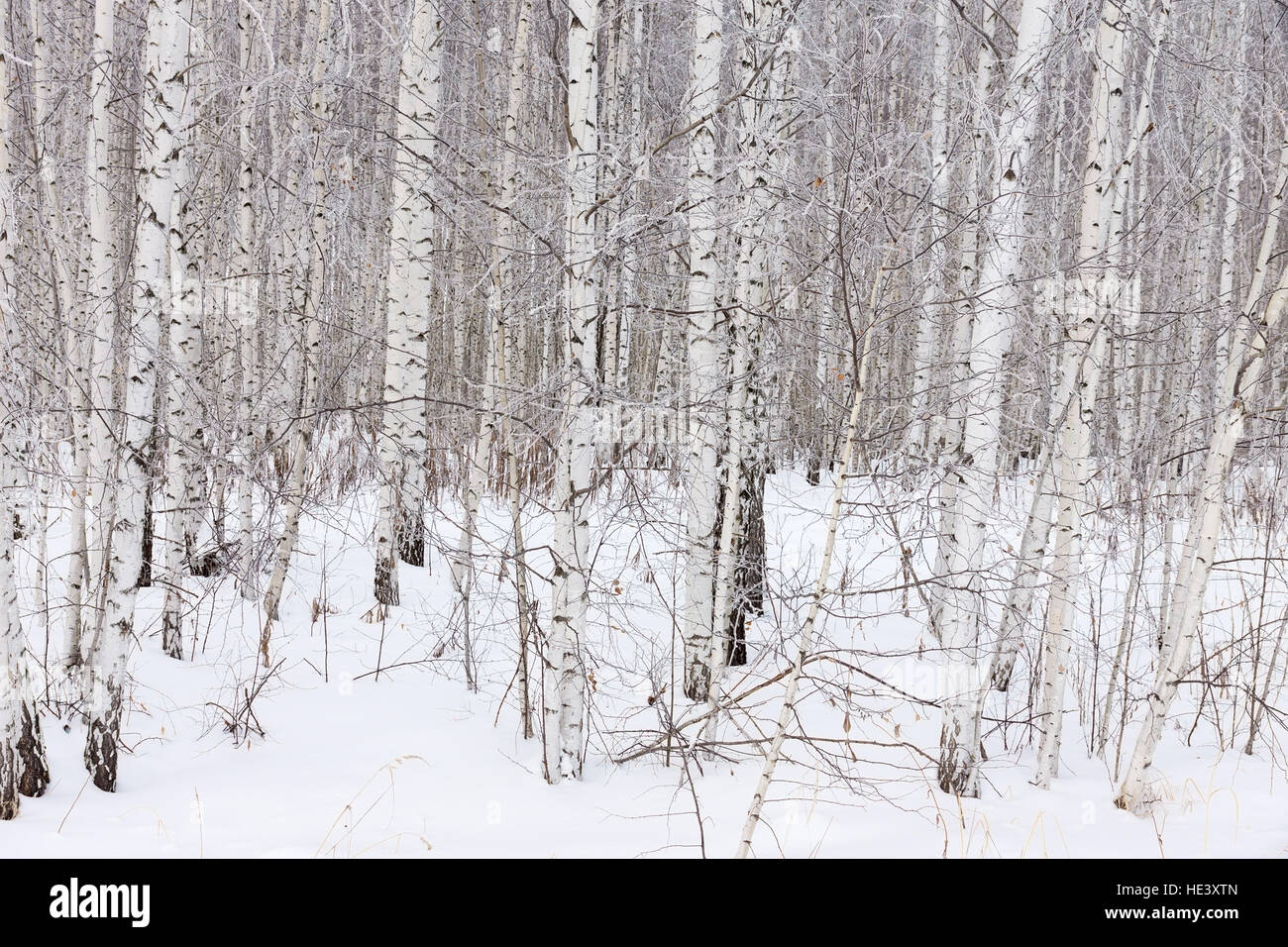 Black white photo birch grove hi-res stock photography and images - Alamy