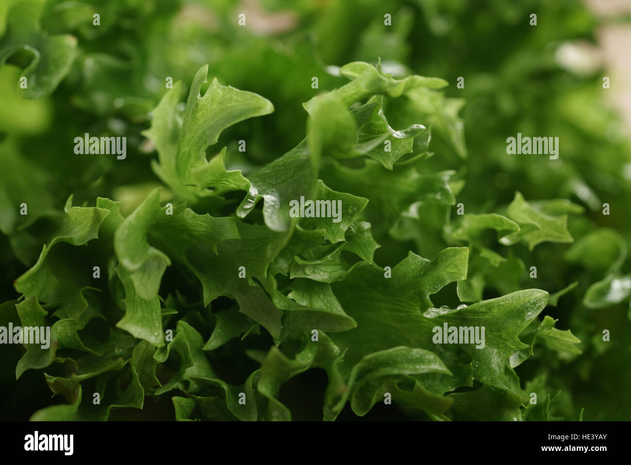 Green fresh frisee lettuce hi-res stock photography and images - Alamy
