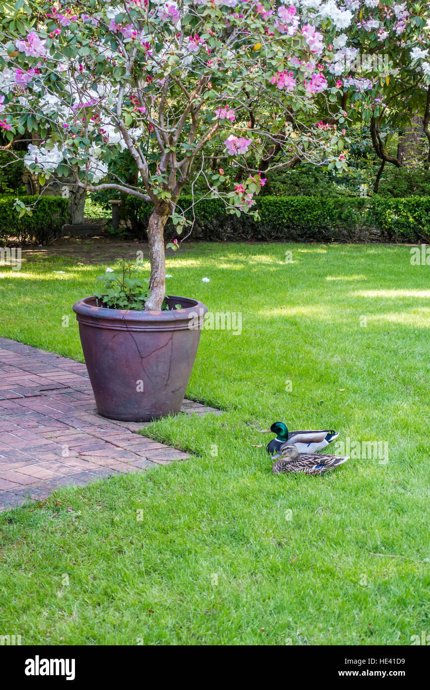 Two ducks flowers hi-res stock photography and images - Alamy