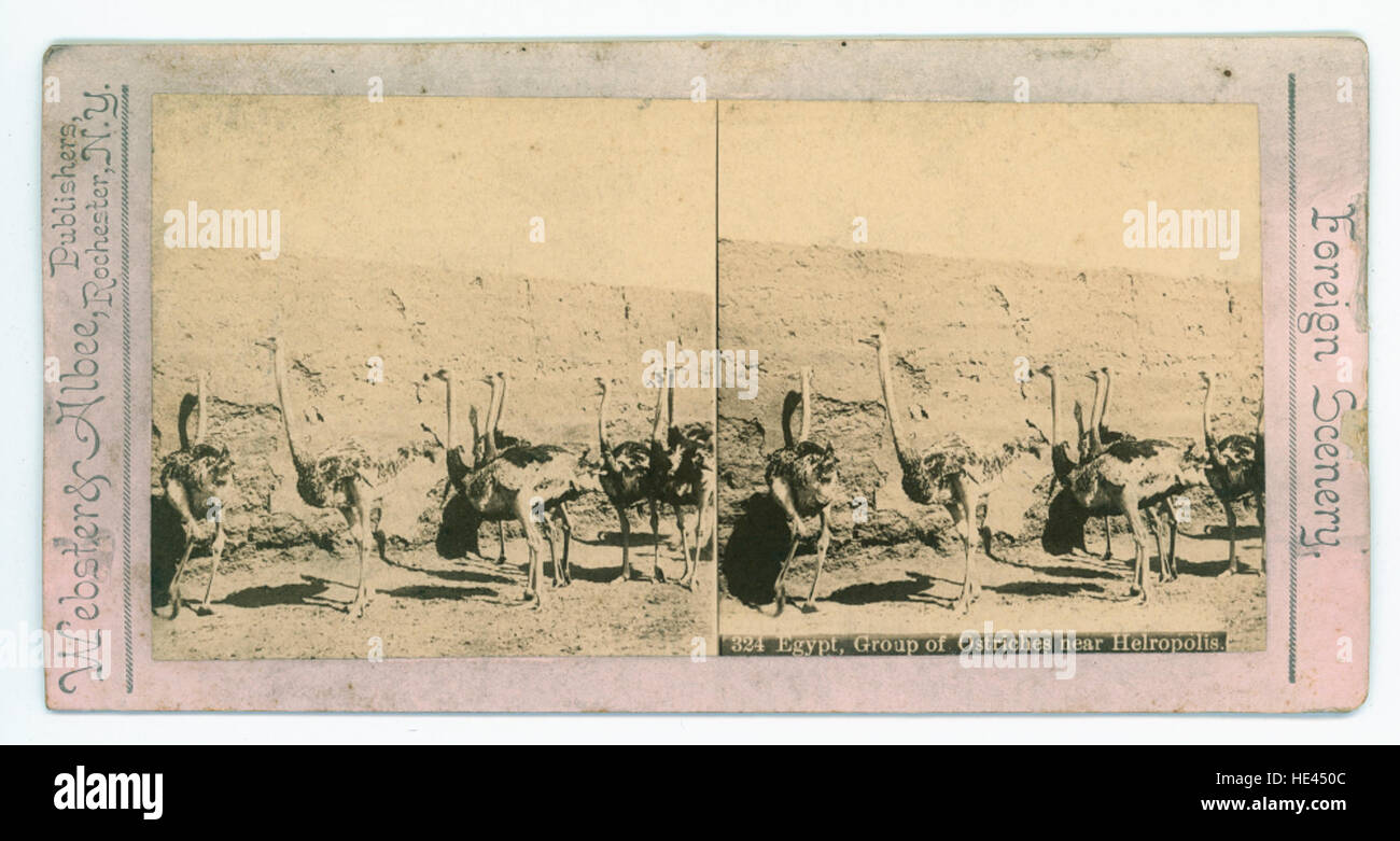 This stereoview depicts a group of ostriches near Heliopolis, Egypt ...