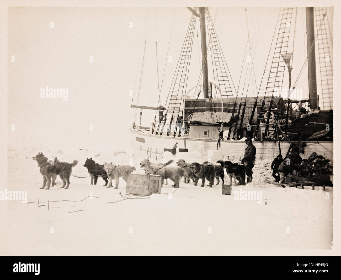 This historic photograph from the Maud Expedition shows a team of dogs ...