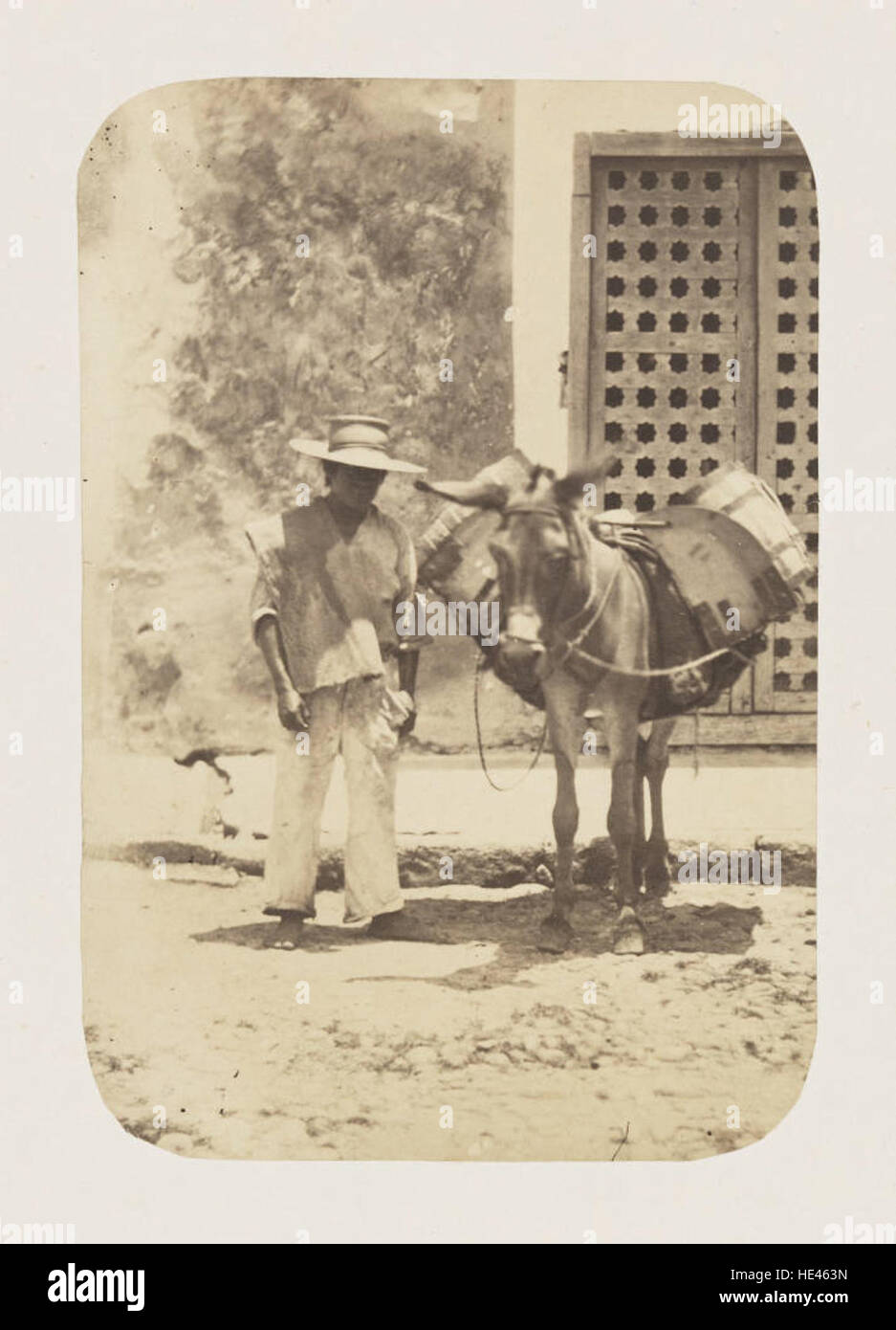 This historic image captures a man with a donkey, both carrying kegs ...