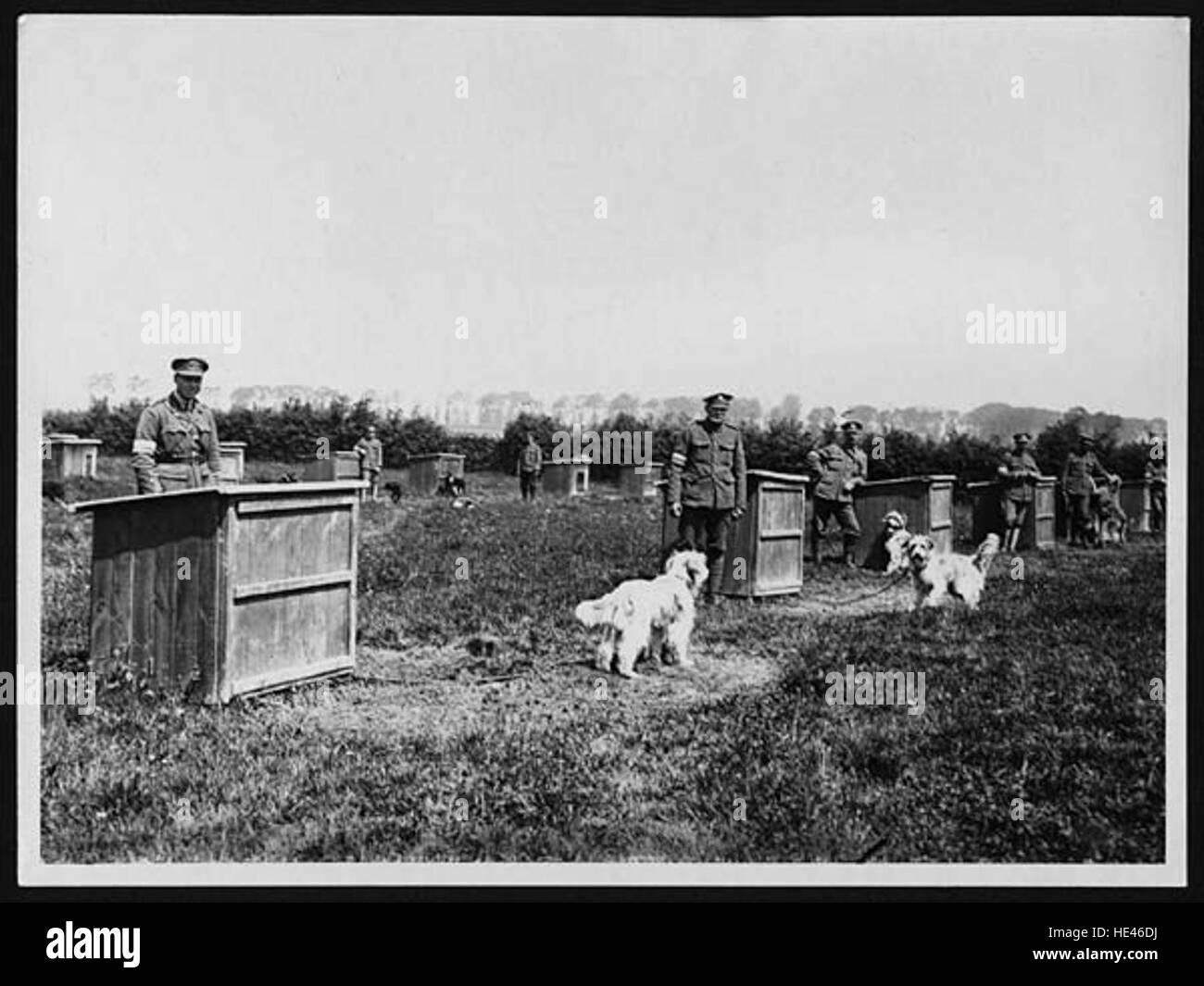 A historical image showing a messenger dog base just behind the front ...