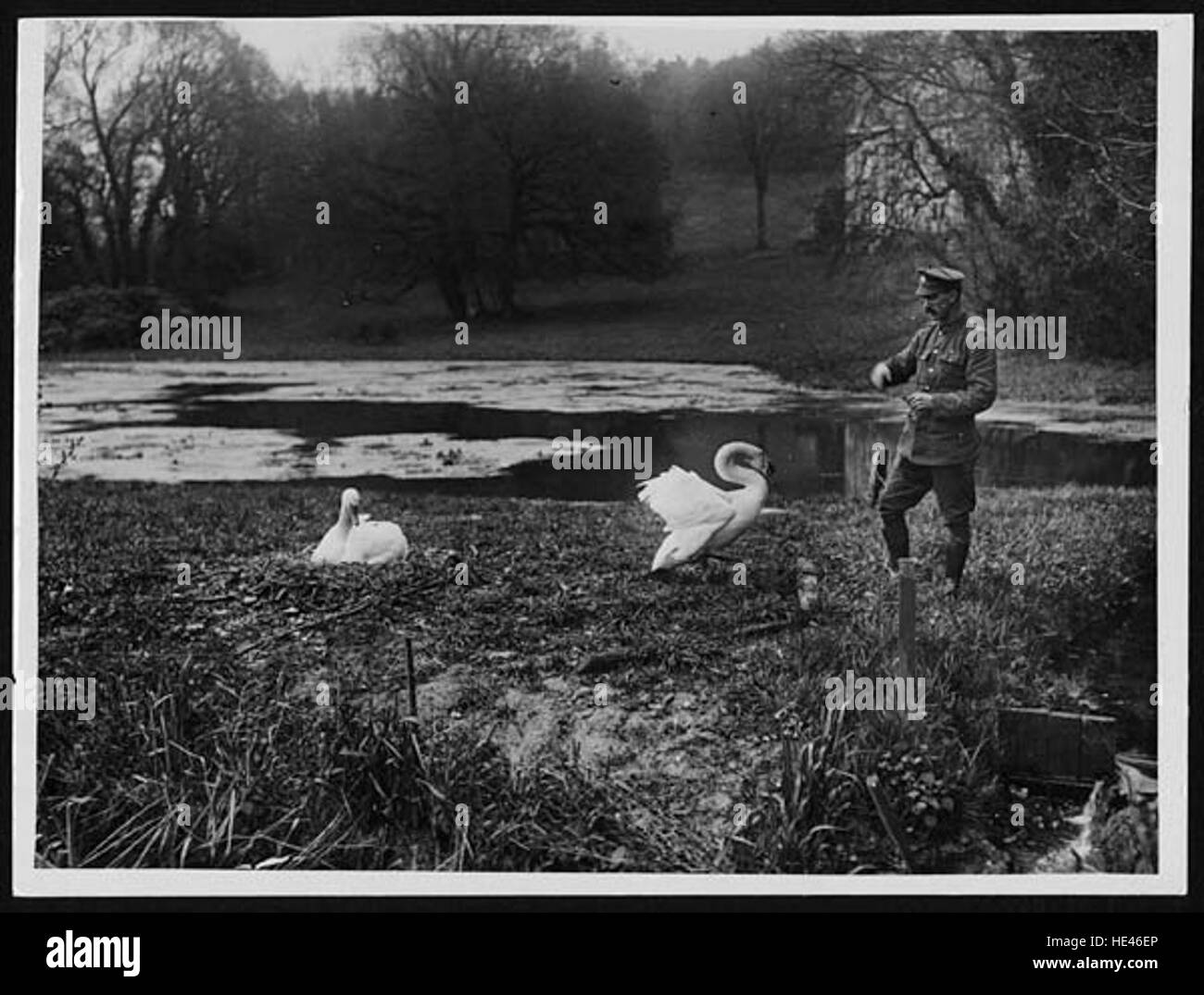 This historical image depicts two swans, which became well-known to ...