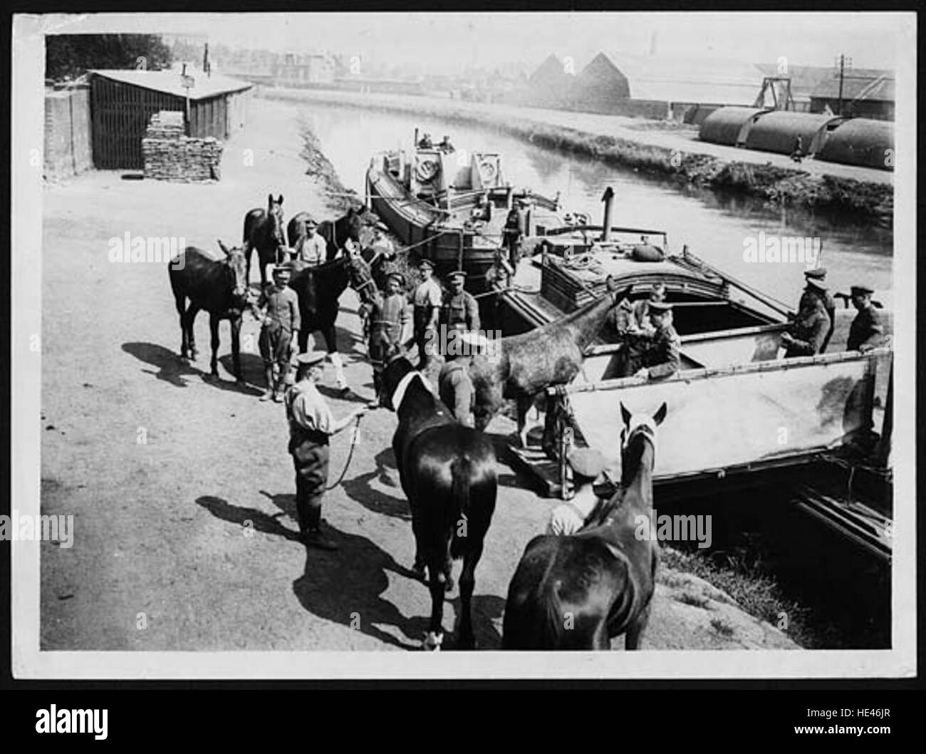 This historical image shows wounded horses being carefully loaded onto ...