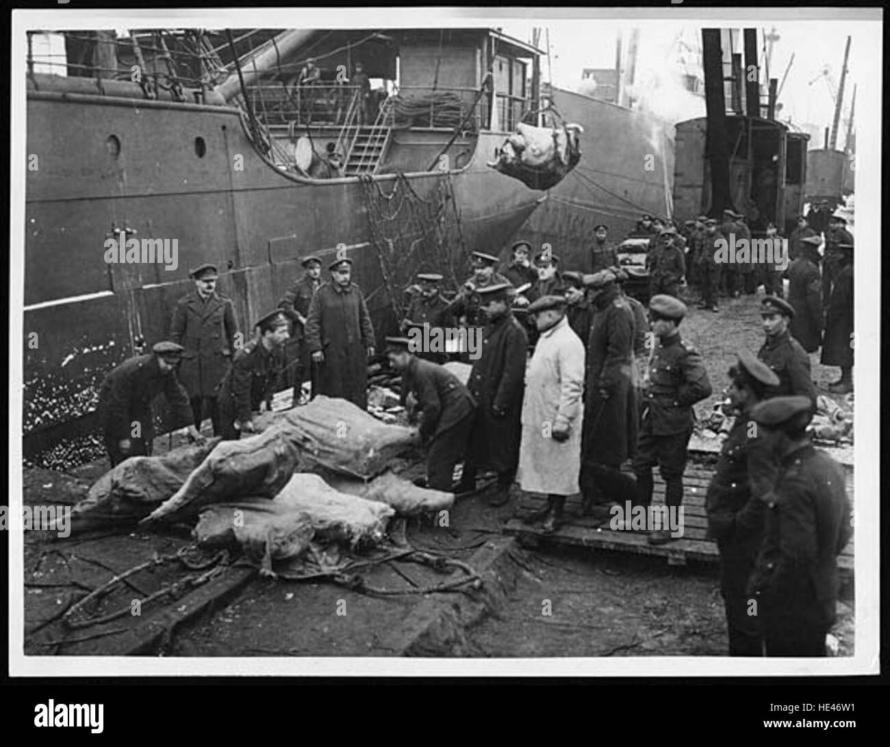This historical image depicts the unloading of meat from a cargo ship ...