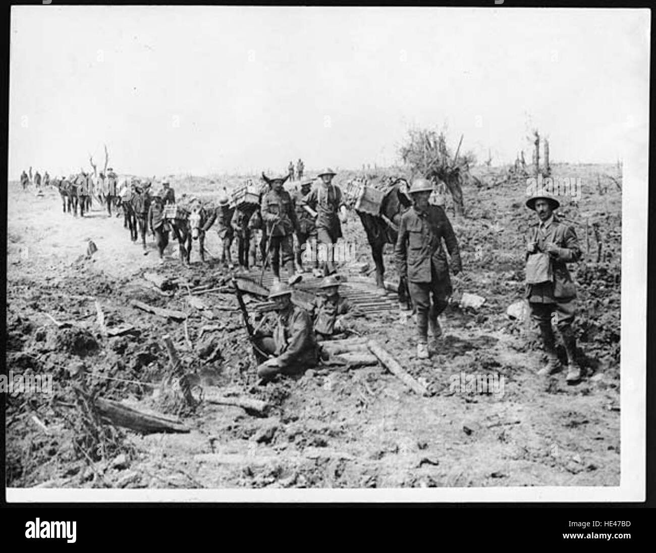 This historical image shows pack mules traversing over terrain that had ...