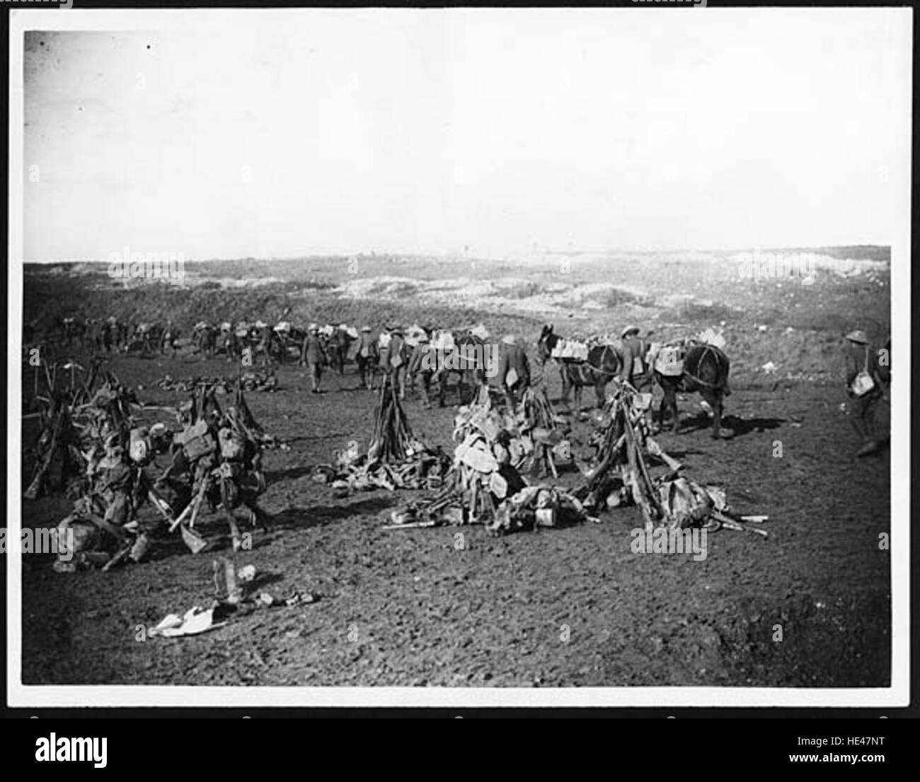 Pack mules, used during wartime to transport supplies to the front ...