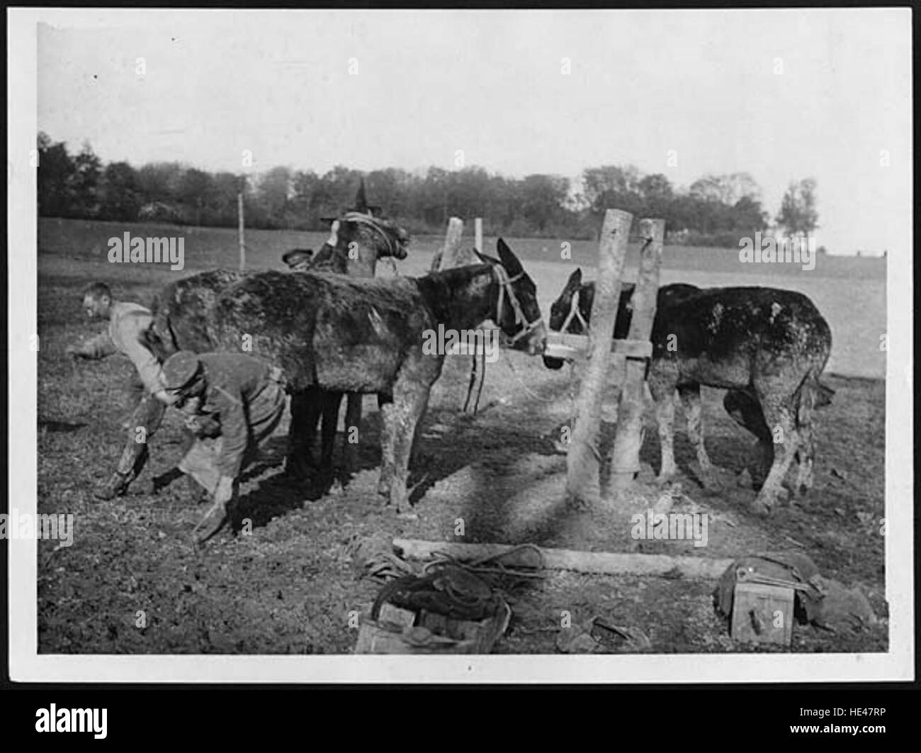 This image depicts field farriers working in the past, highlighting the ...