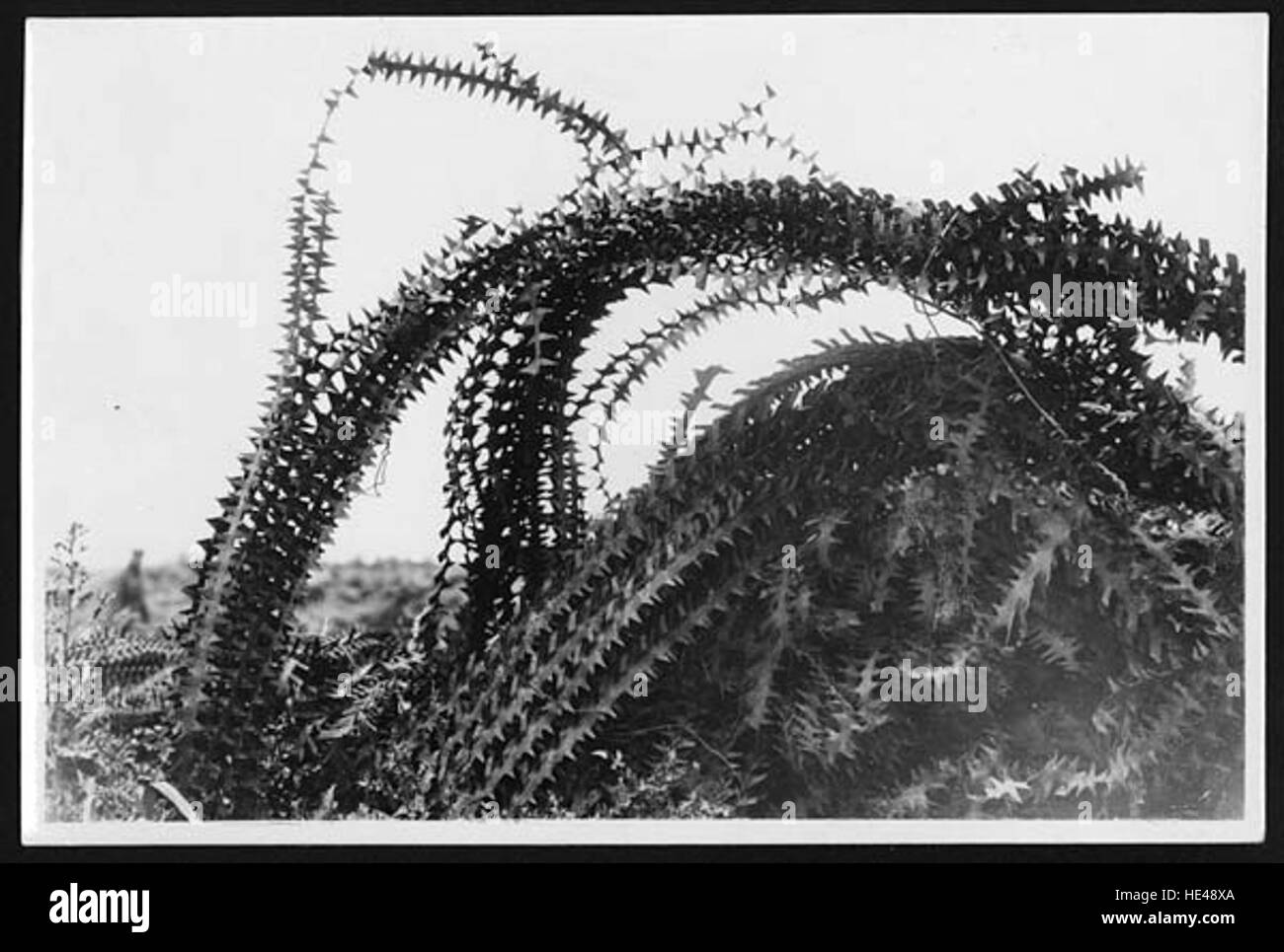 German barbed wire entanglements near Arras provide a stark reminder of ...