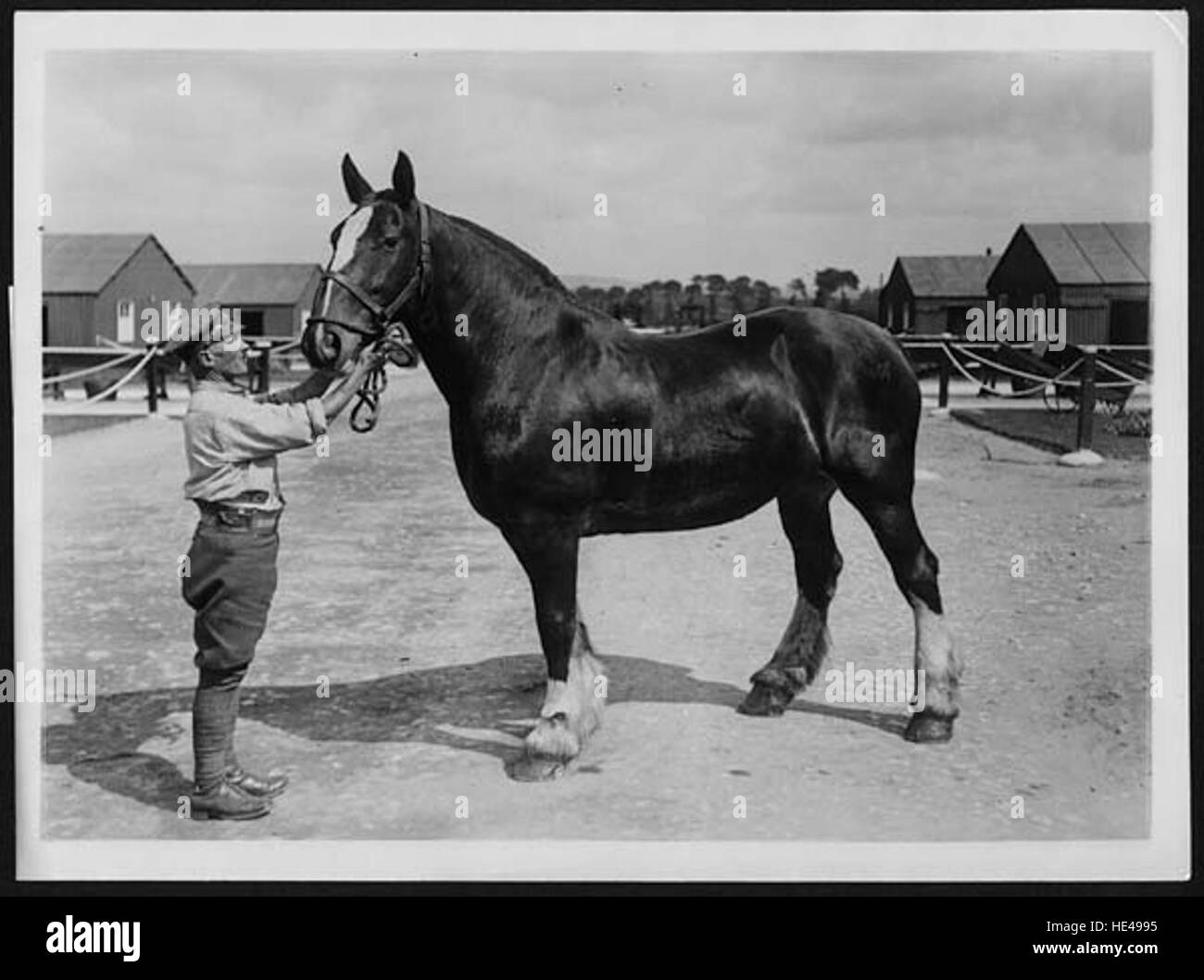This historical photograph shows a patient, presumably an animal, being ...