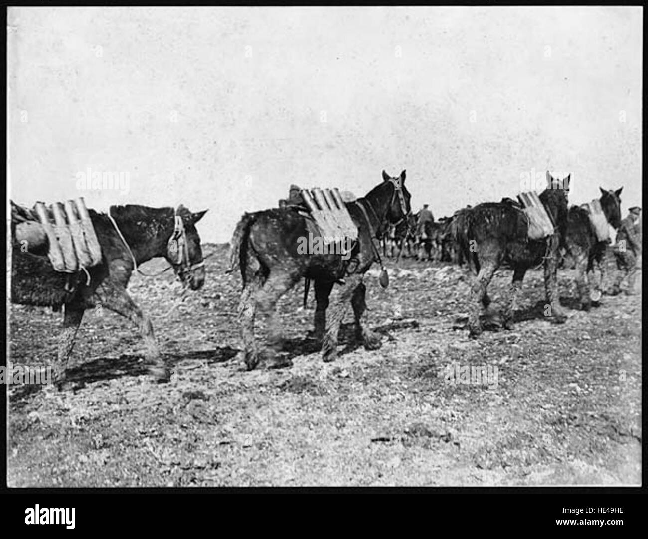 Ammunition going up on pack mules Stock Photo - Alamy