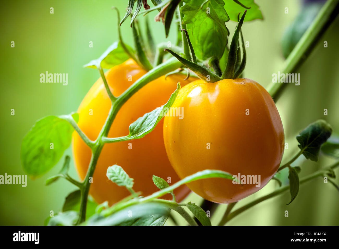 Vegetable garden with plants of yellow tomatoes Stock Photo - Alamy