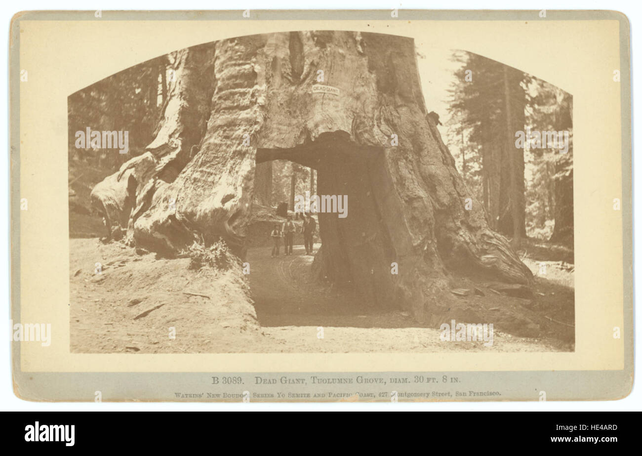 The Dead Giant in Tuolumne Grove, located within Yosemite National Park ...