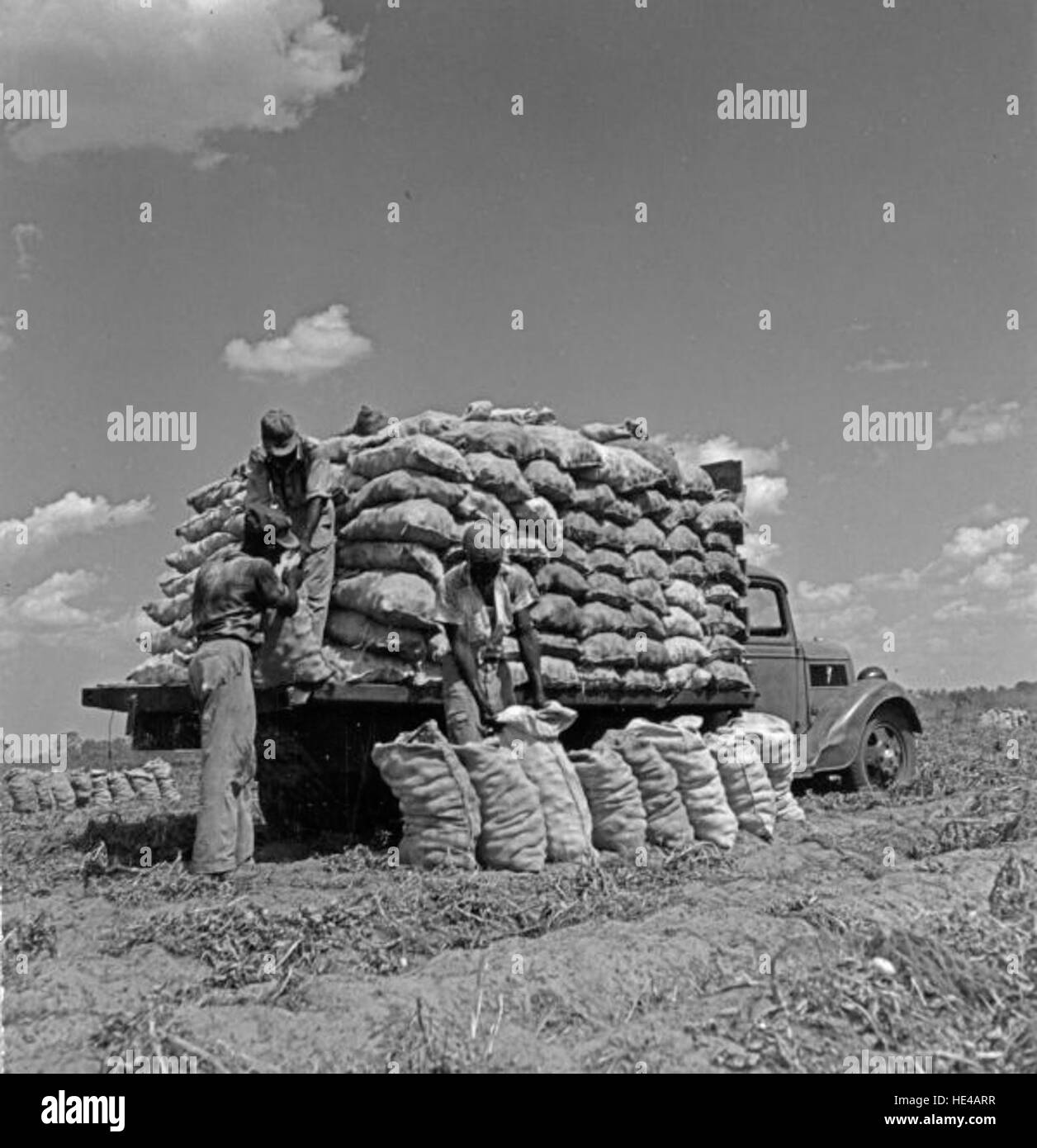 This historical image from Hastings shows workers loading bags of ...