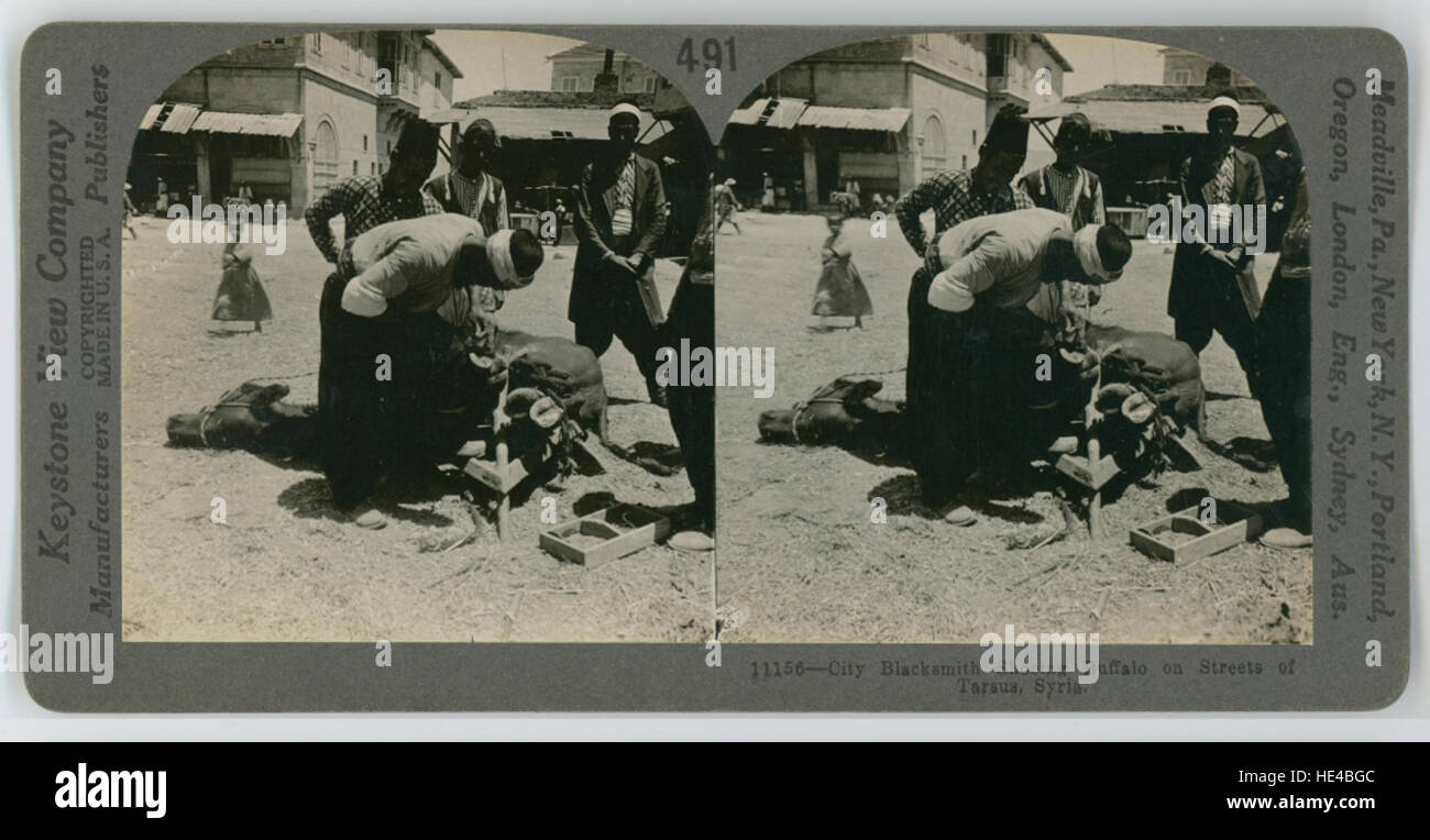 A blacksmith in Tarsus, Syria, is depicted shoeing a buffalo in a ...