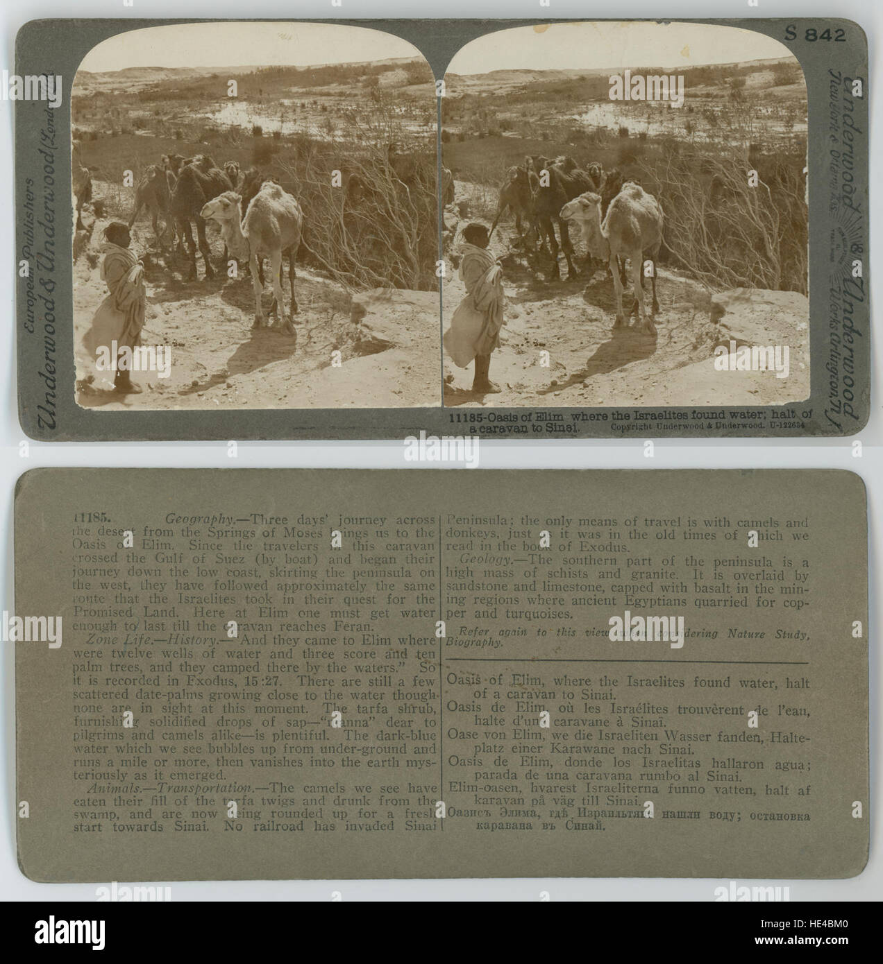 The Oasis of Elim, as described in the Bible, is where the Israelites ...