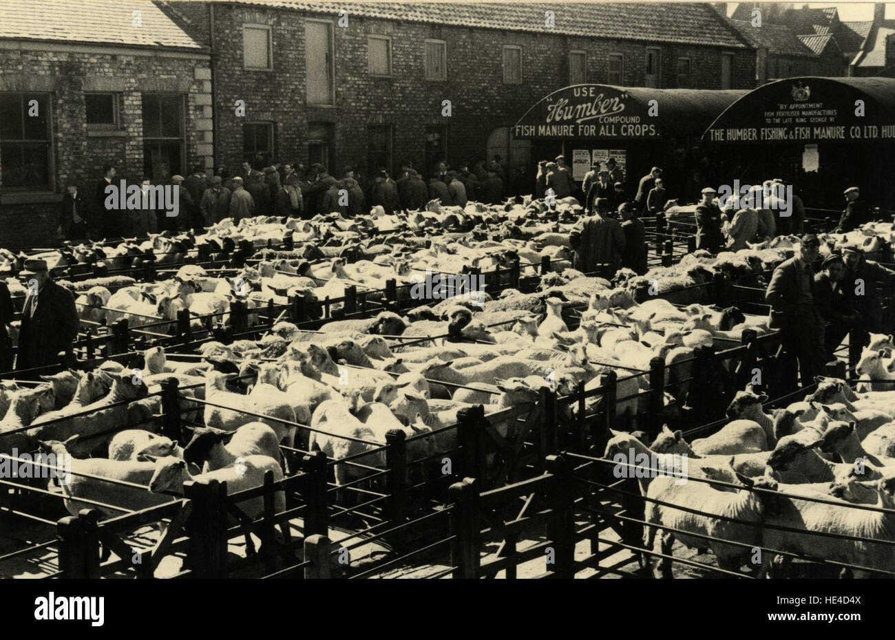 Driffield Cattle Market in 1953, a historic photograph capturing rural ...