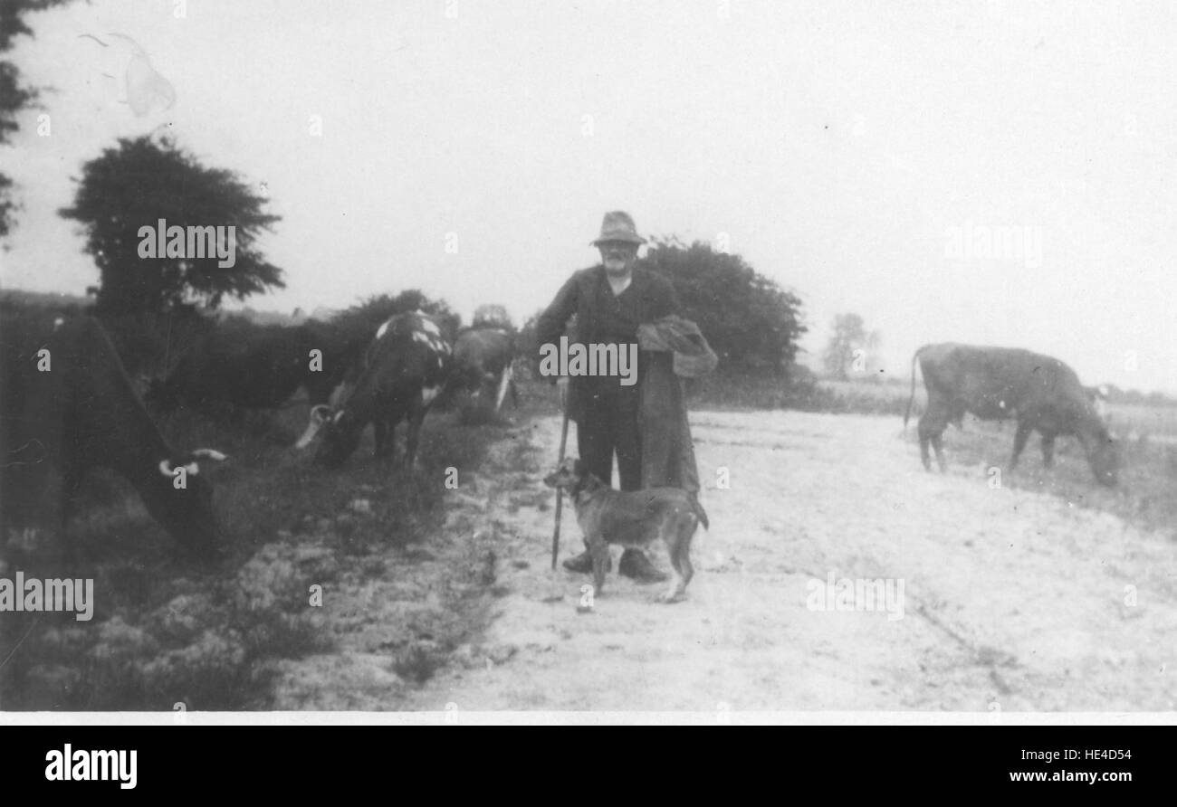 A farmer with his cattle in Hook, circa 1900, showcasing rural life in ...