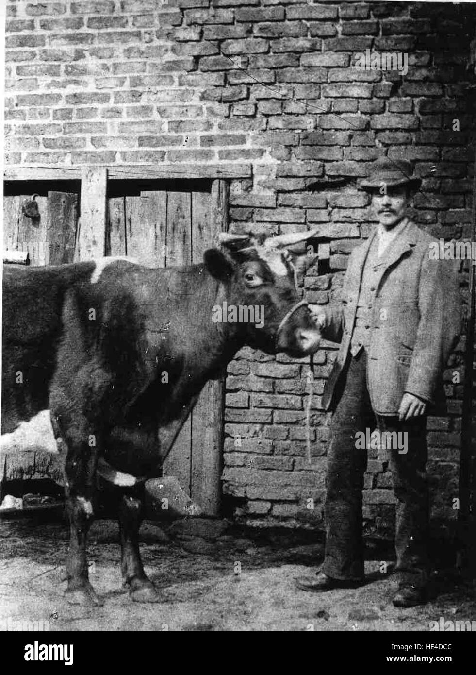 man, cow, historic, history, bygone, old, ancient, past, farming, rural ...