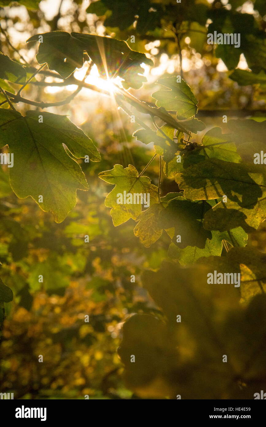 Maples leaves, Switzerland Stock Photo - Alamy