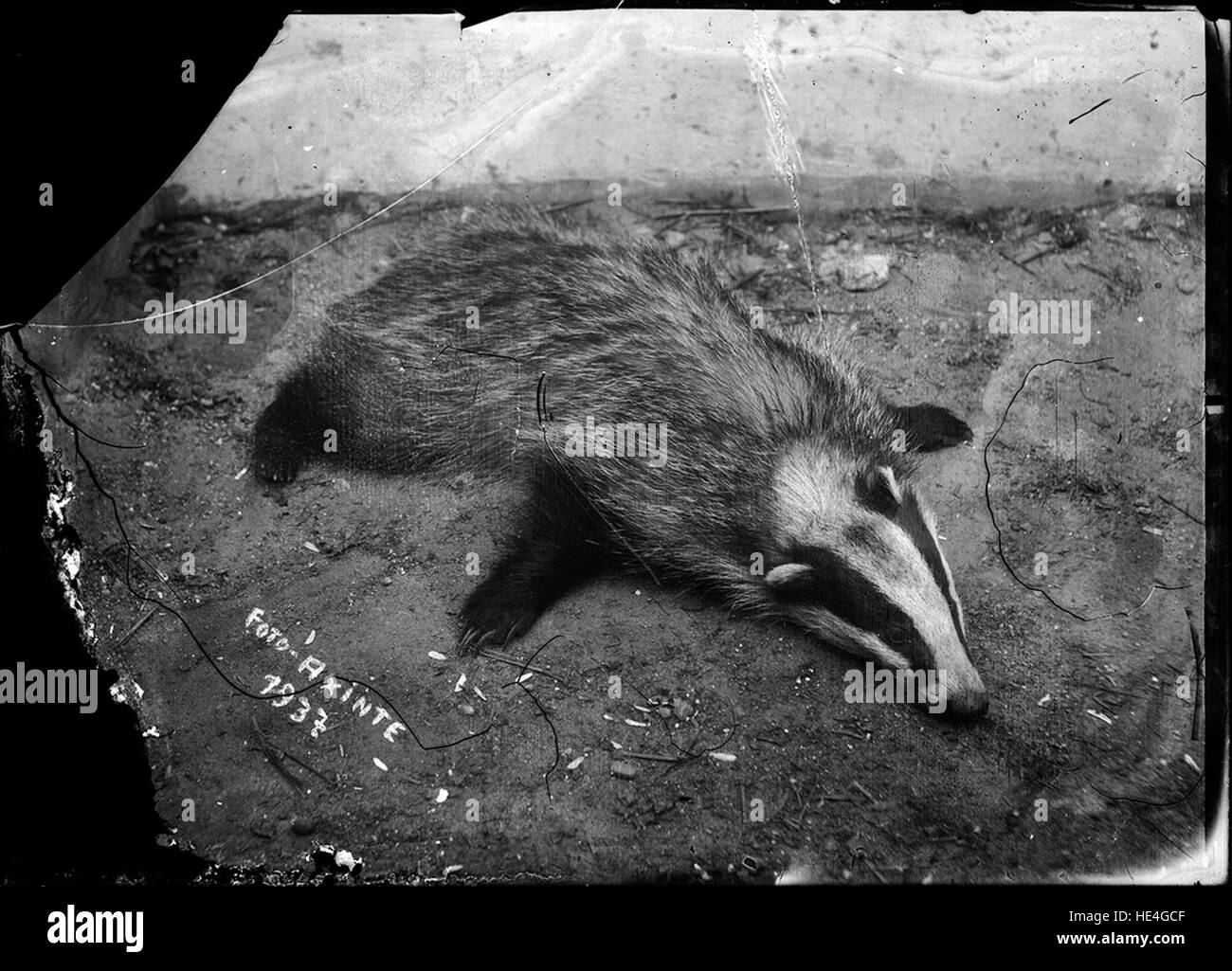 This 1937 photograph by Costică Acsinte depicts a dead badger, part of ...