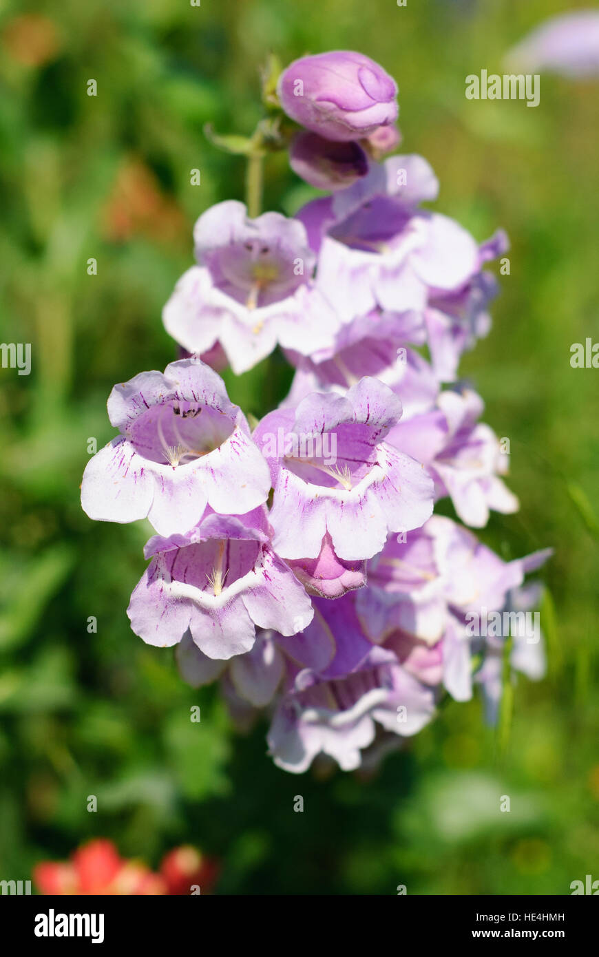 Purple Gerardia Flowers Texas Stock Photo - Alamy