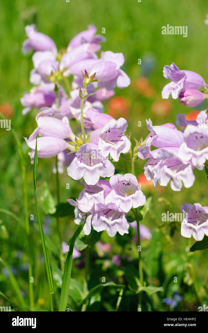 Gerardia hi-res stock photography and images - Alamy