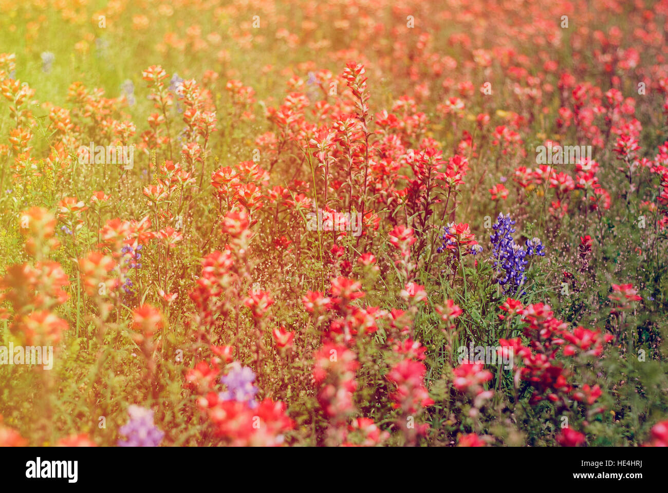Indian paintbrush field hi-res stock photography and images - Alamy