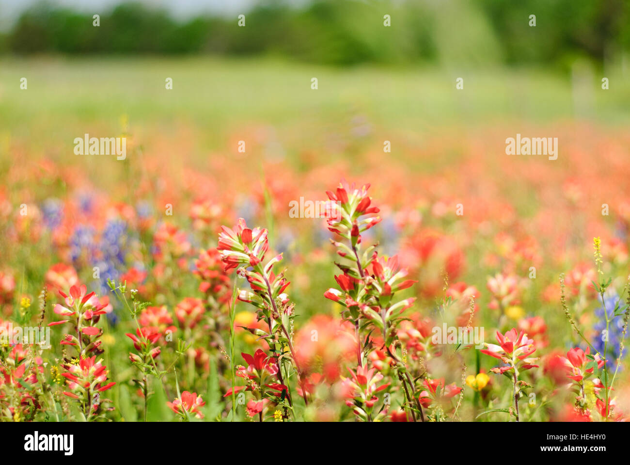 Indian paintbrush field hi-res stock photography and images - Alamy