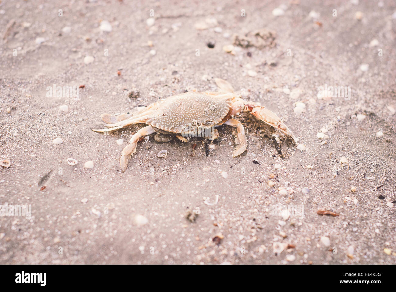 Sand crabs hi-res stock photography and images - Alamy