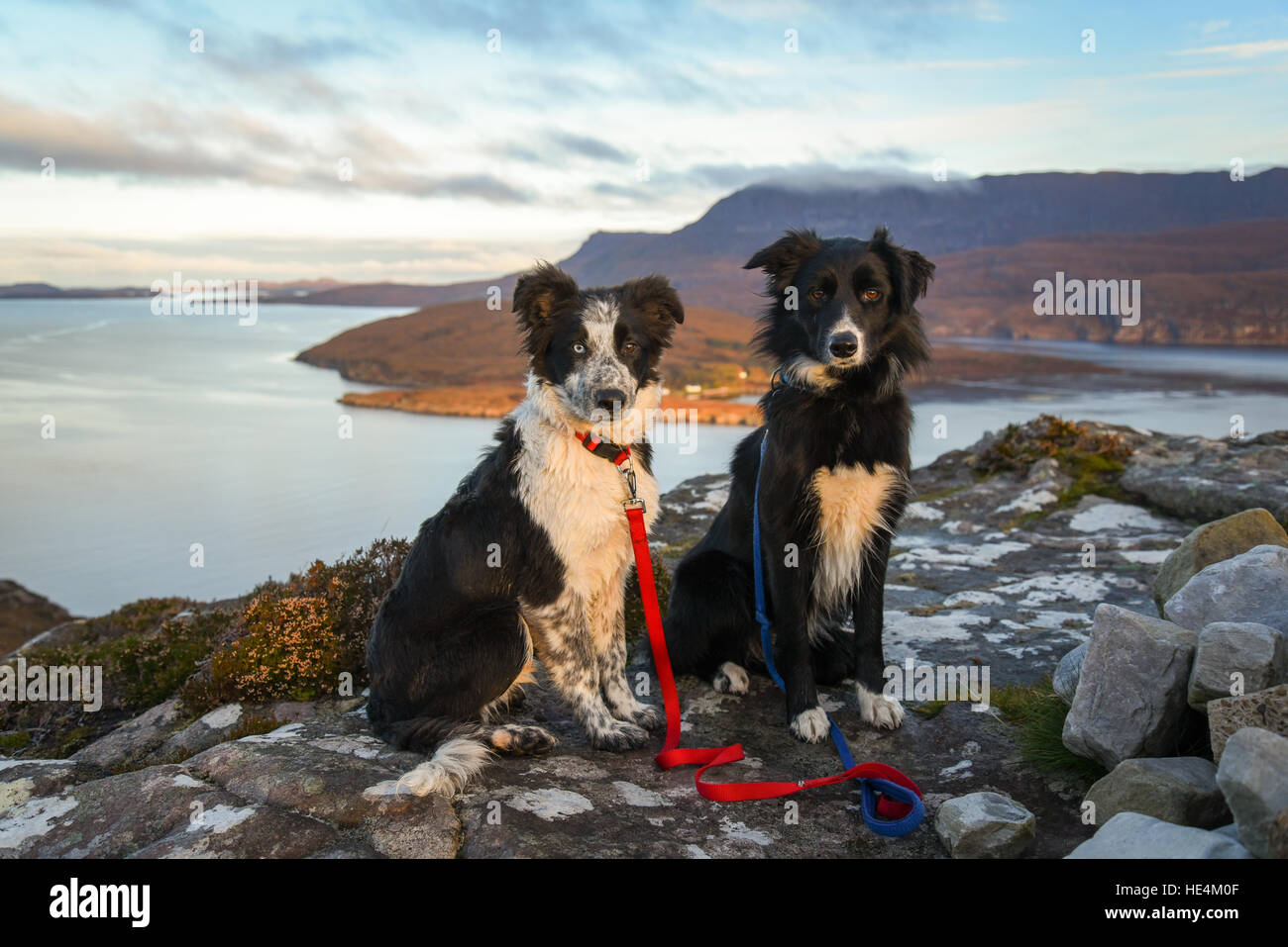 Border collie scottish sheep dog hi-res stock photography and images ...