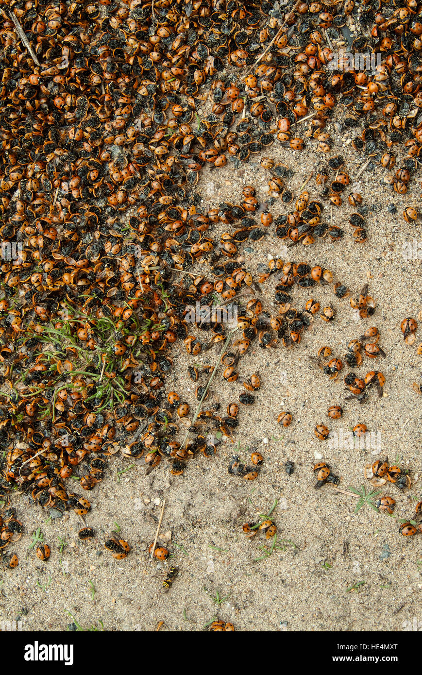 Six spot lady bird hi-res stock photography and images - Alamy