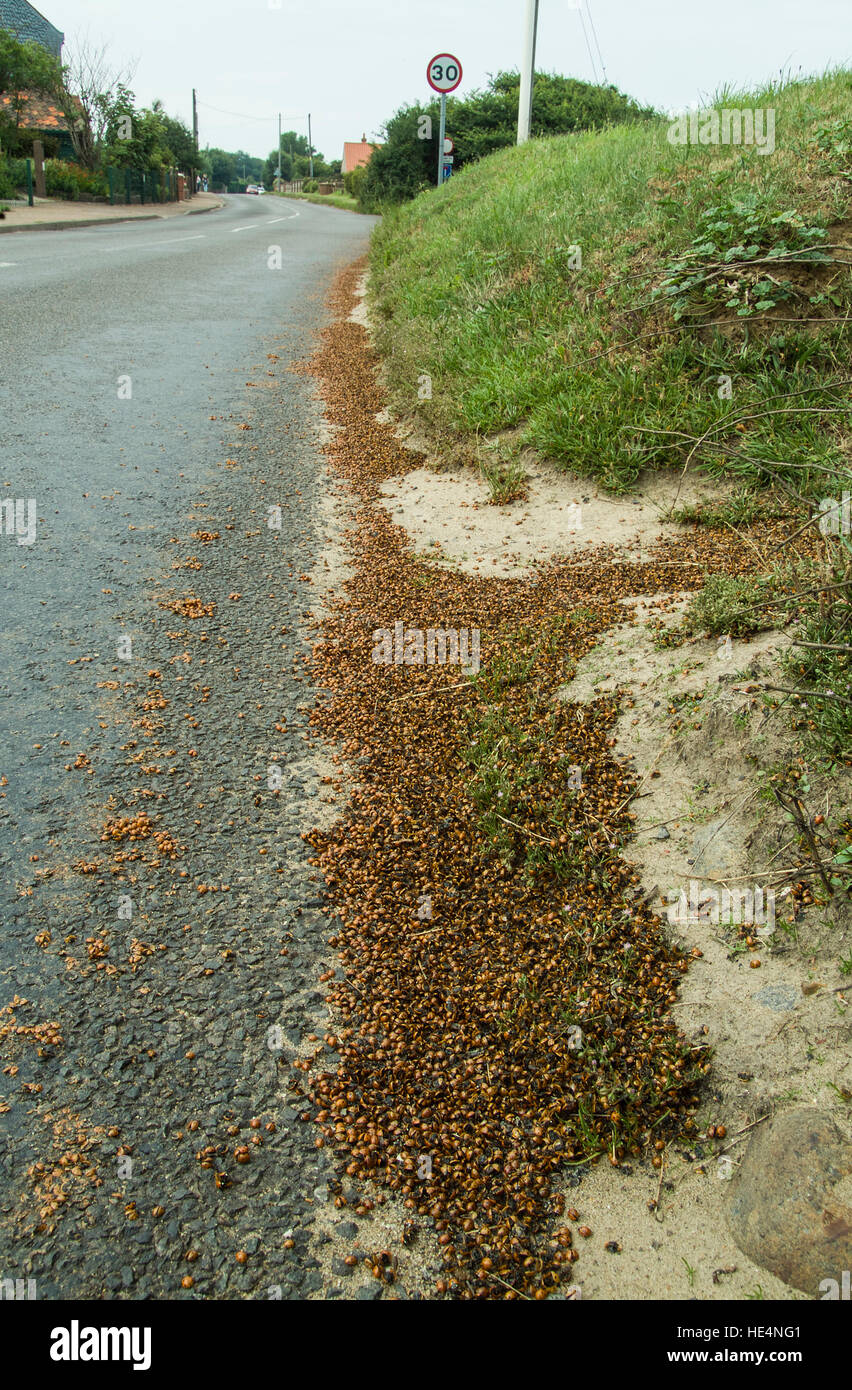 An infestation of six spot ladybirds on the roadside in Trimingham ...