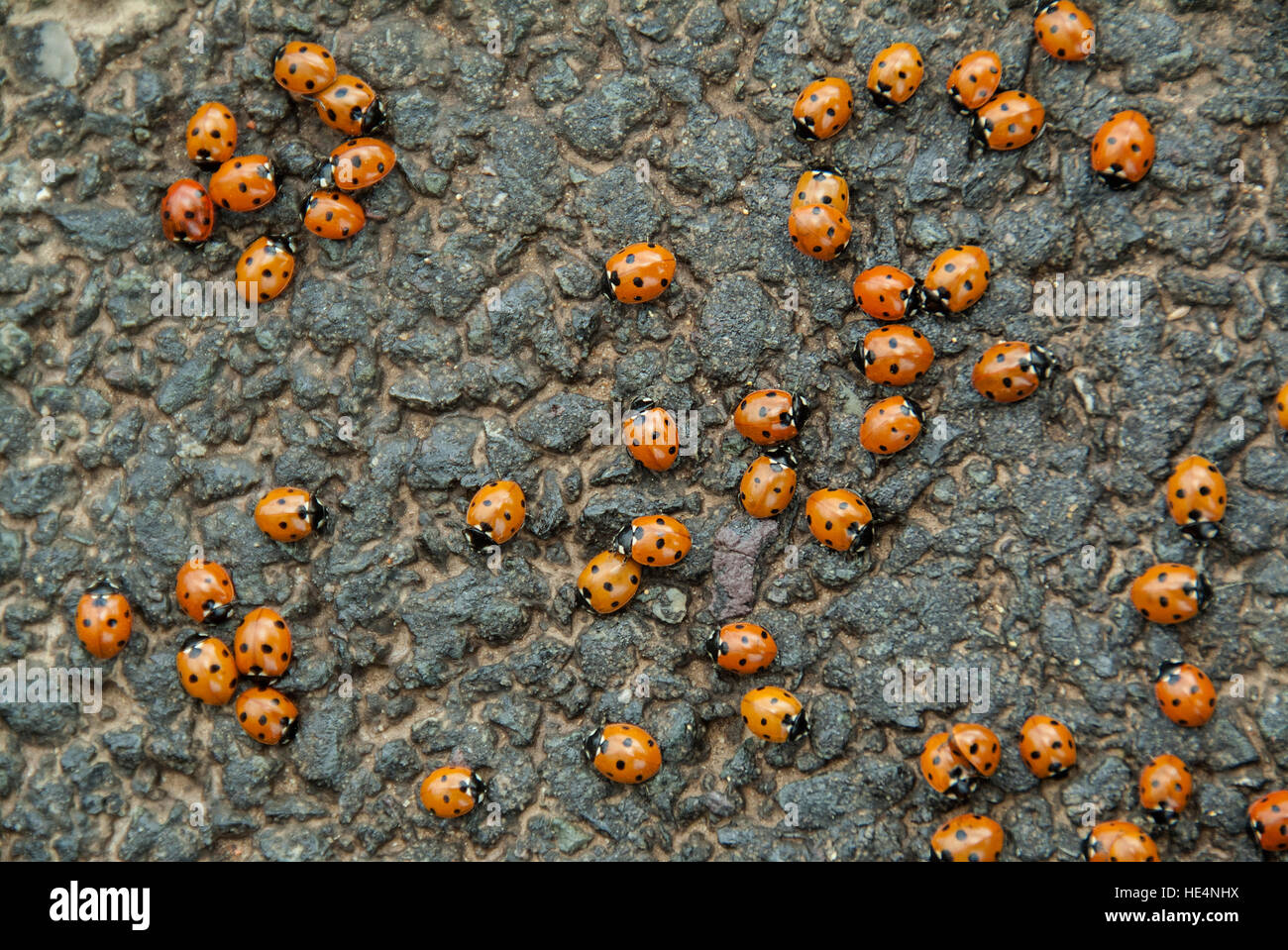 Black red spot hi-res stock photography and images - Alamy