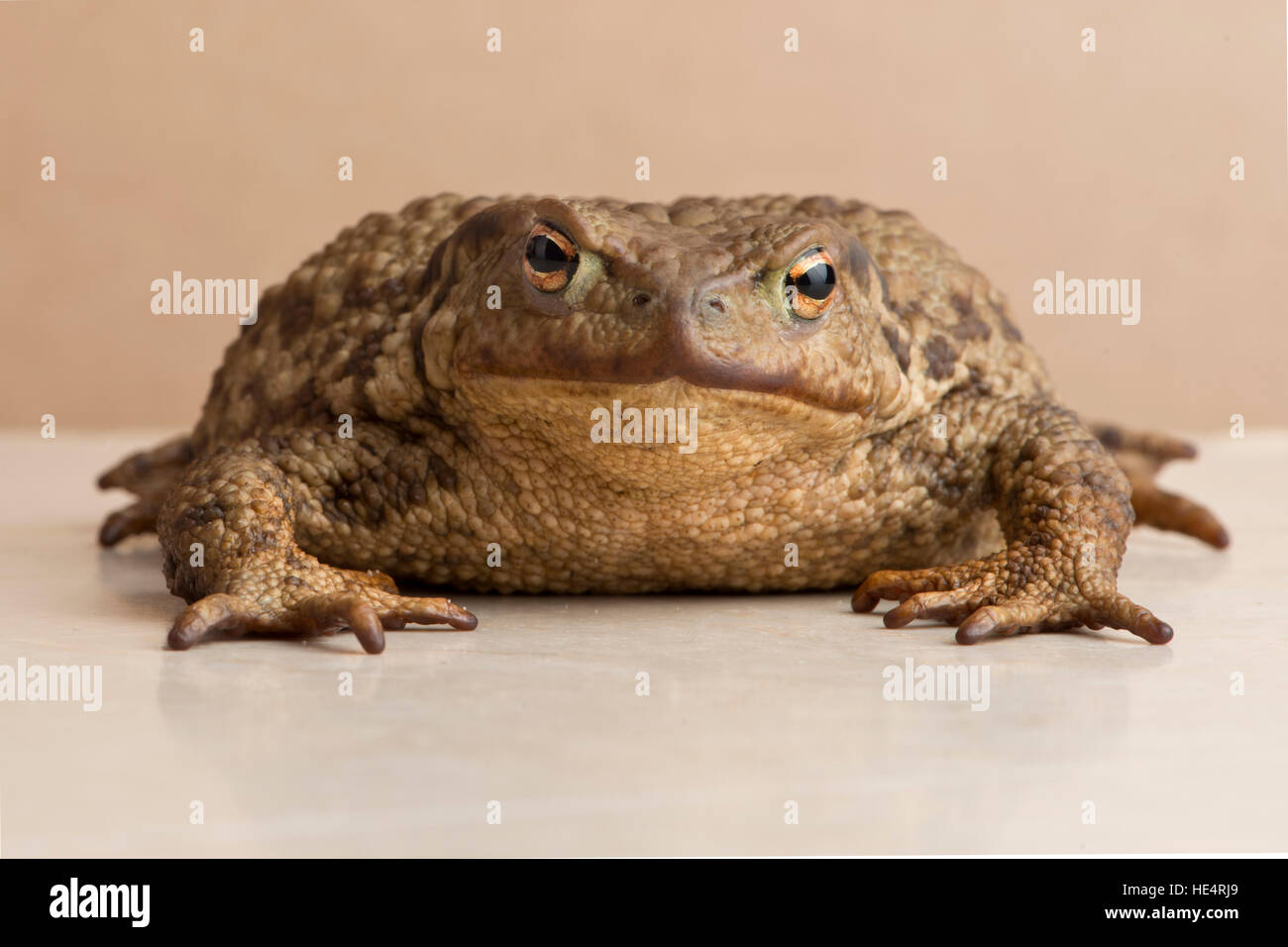 Toad poisonous hi-res stock photography and images - Alamy