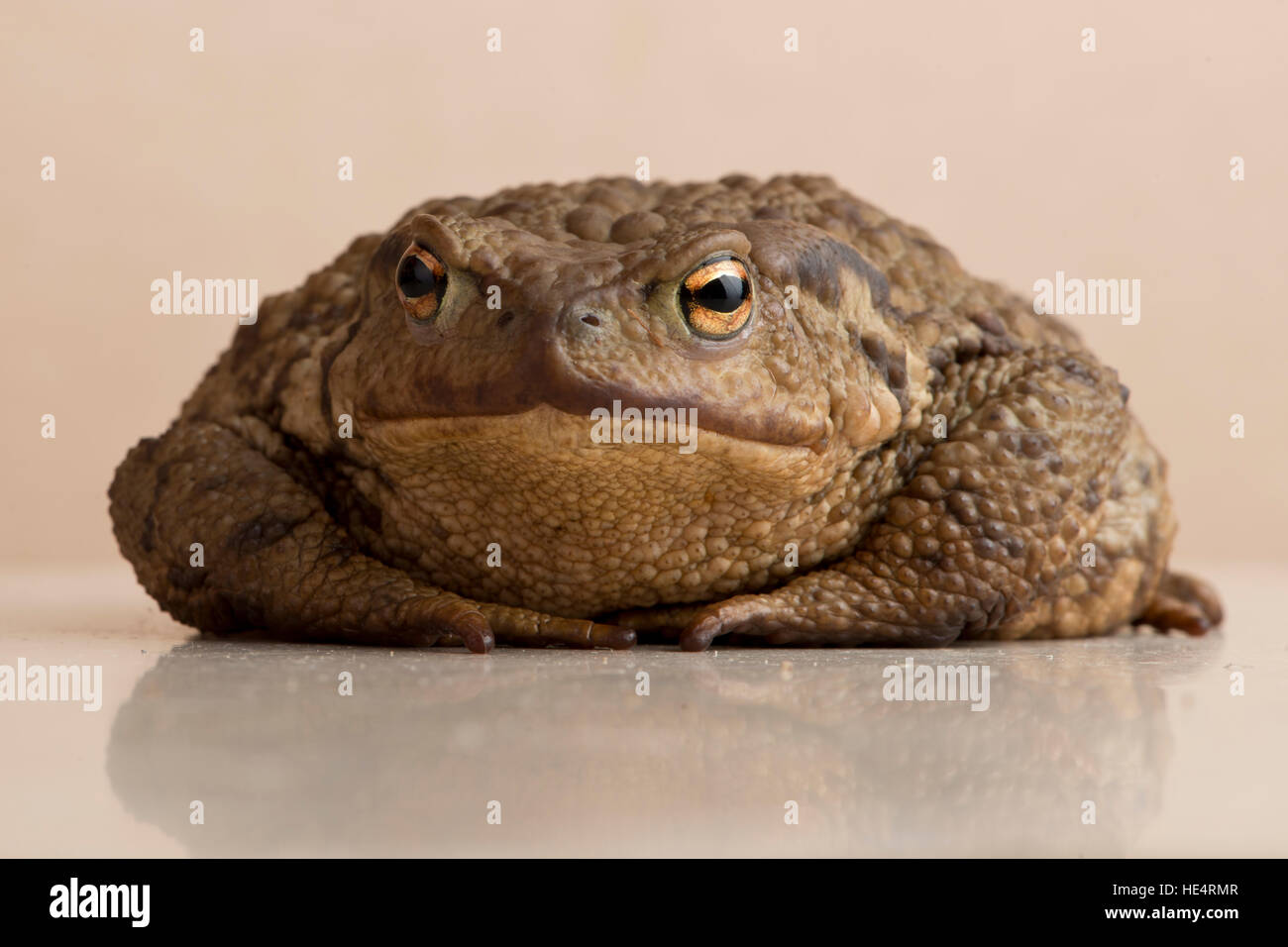 Terrestrial toad hi-res stock photography and images - Alamy