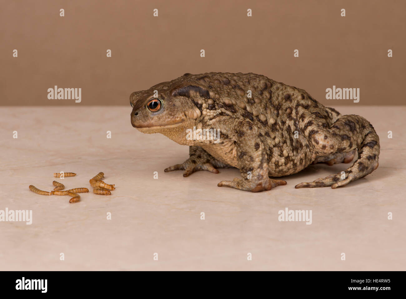 Common toad eating worms Stock Photo - Alamy
