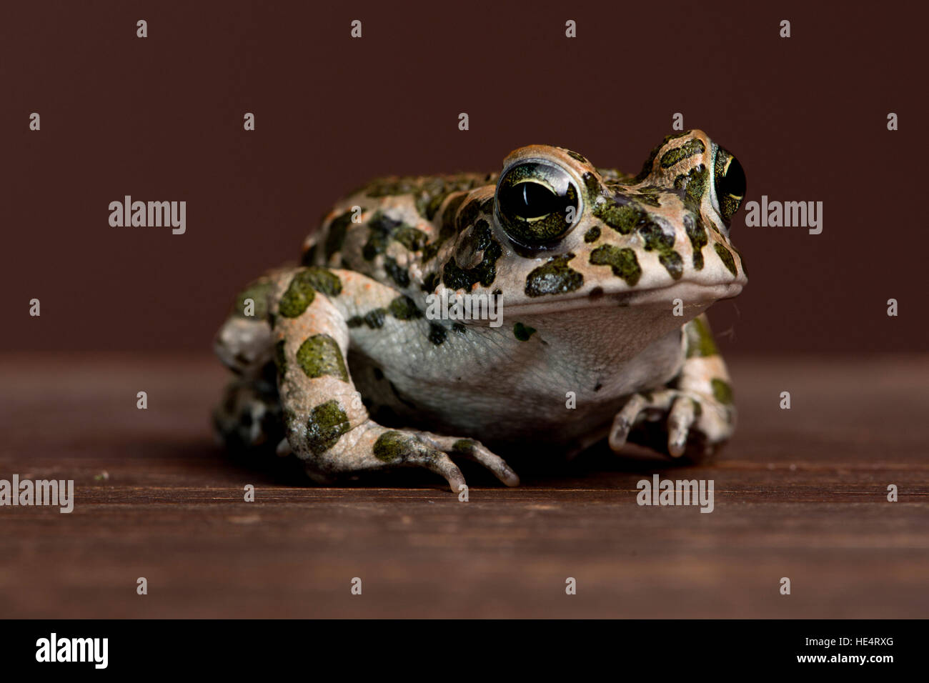 European green toad Stock Photo - Alamy