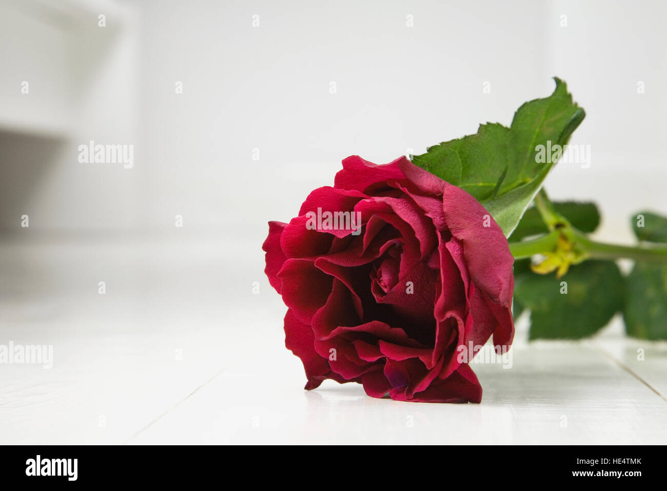 Single Red rose on white wooden floorboards Stock Photo - Alamy