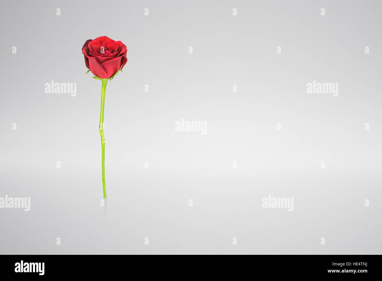 Single red rose Stock Photo - Alamy