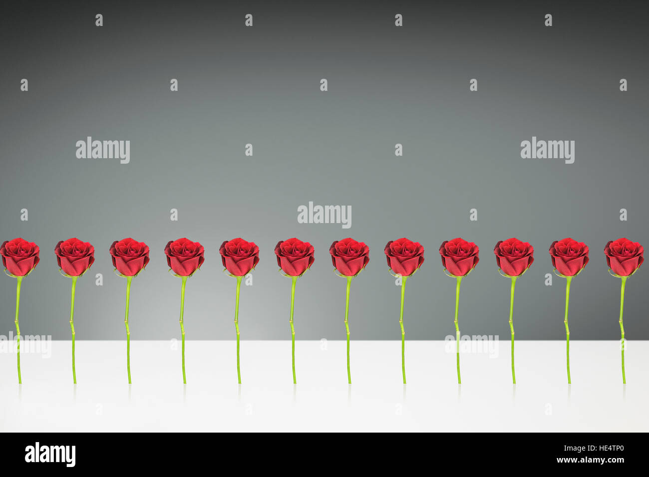 12 red roses Stock Photo - Alamy