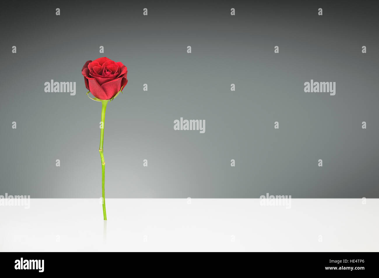 Single red rose Stock Photo - Alamy