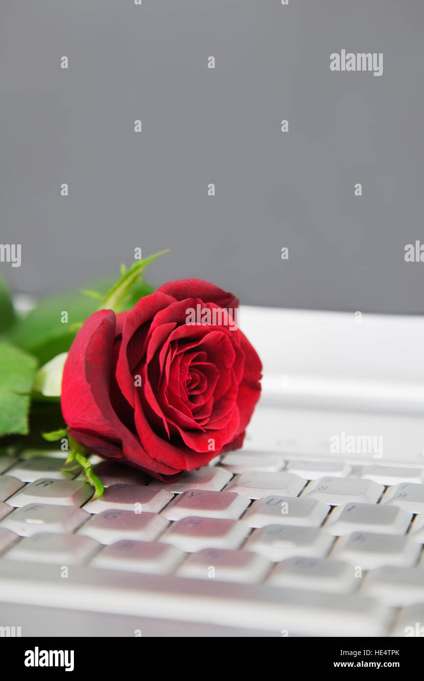 A red Rose on a laptop computer Stock Photo - Alamy