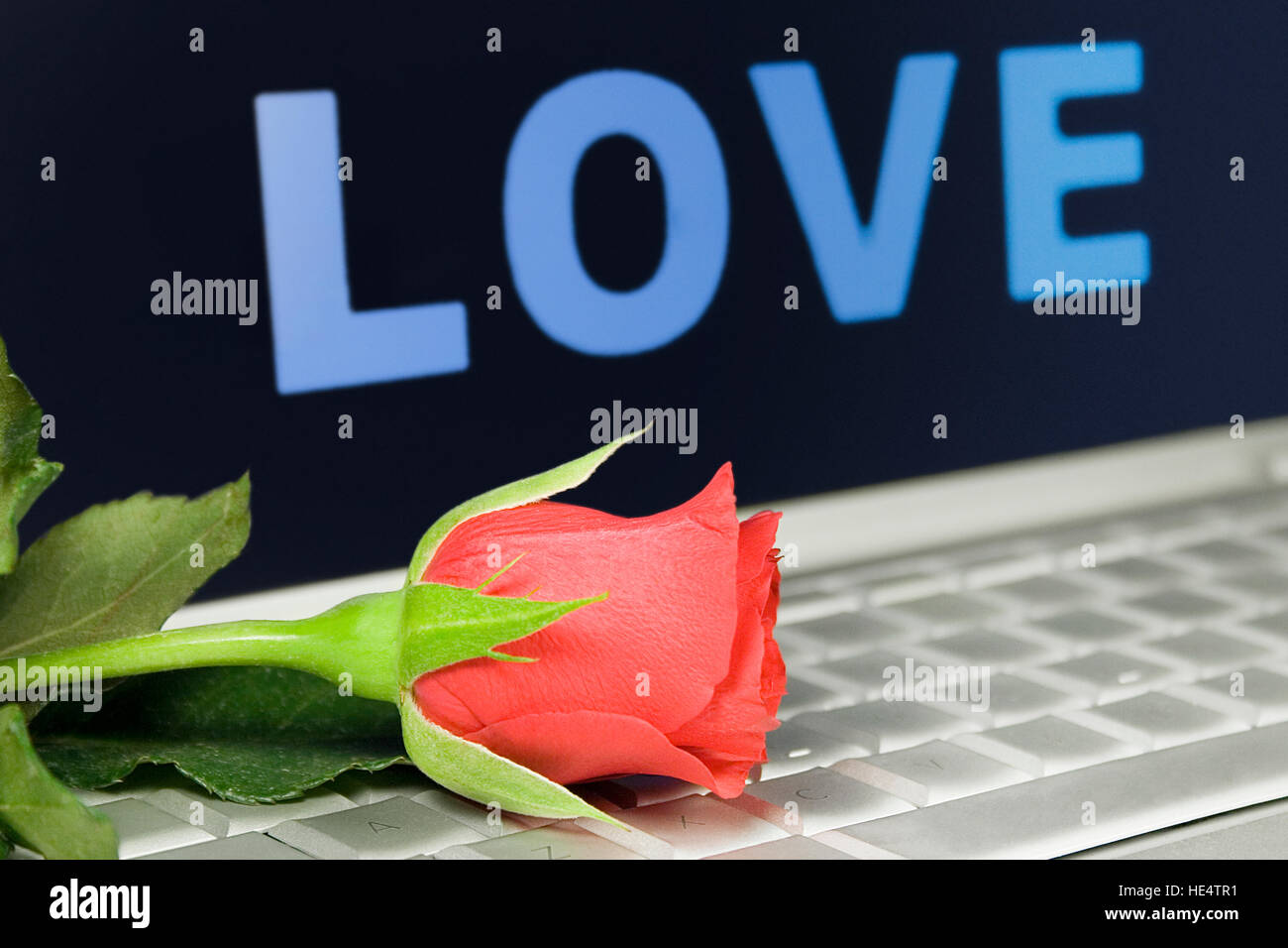 A red Rose on a laptop computer Stock Photo - Alamy