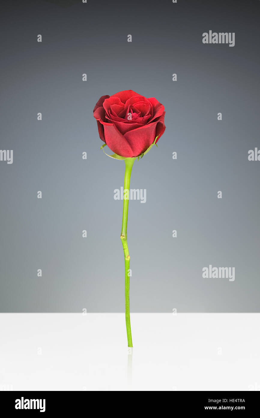 Single red rose Stock Photo - Alamy