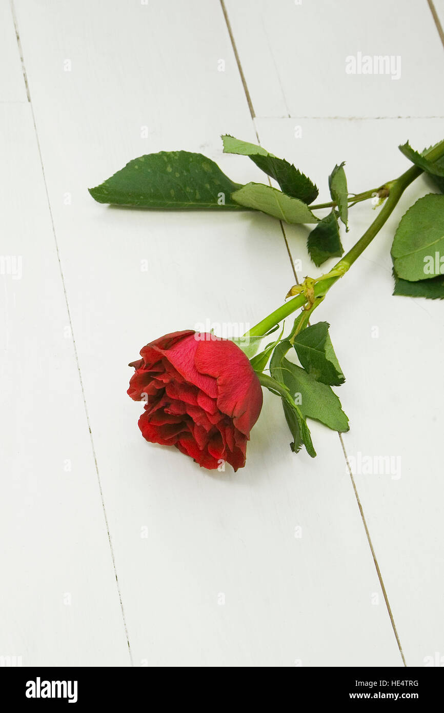 Single Red rose on white wooden floorboards Stock Photo - Alamy
