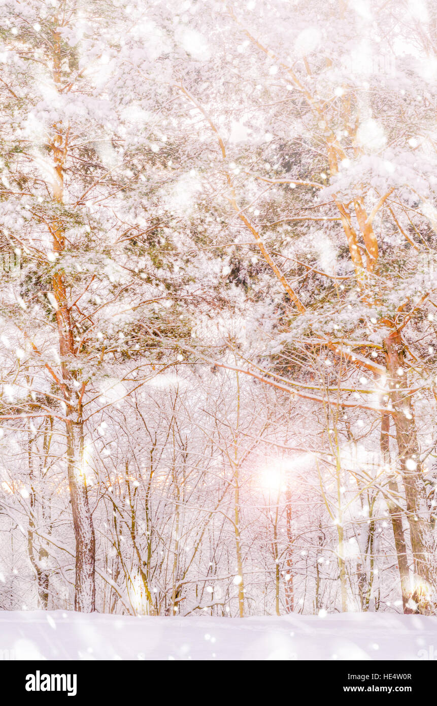 Winter abstract snow forest background Stock Photo - Alamy